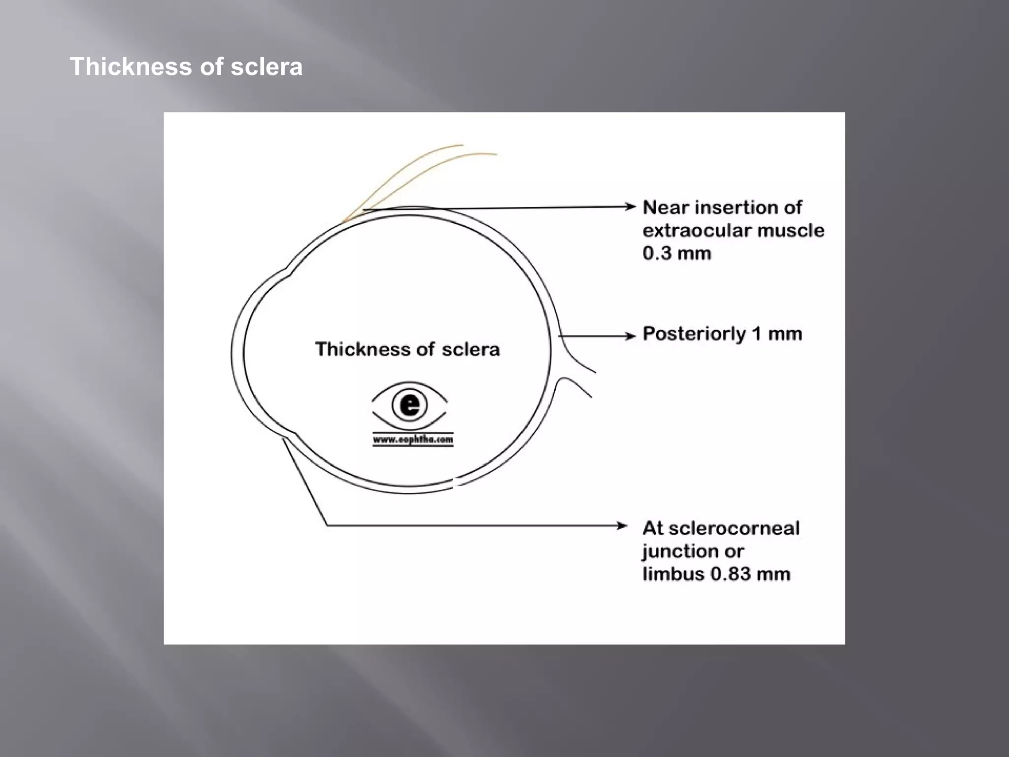 Anatomy Of Sclera | PPT