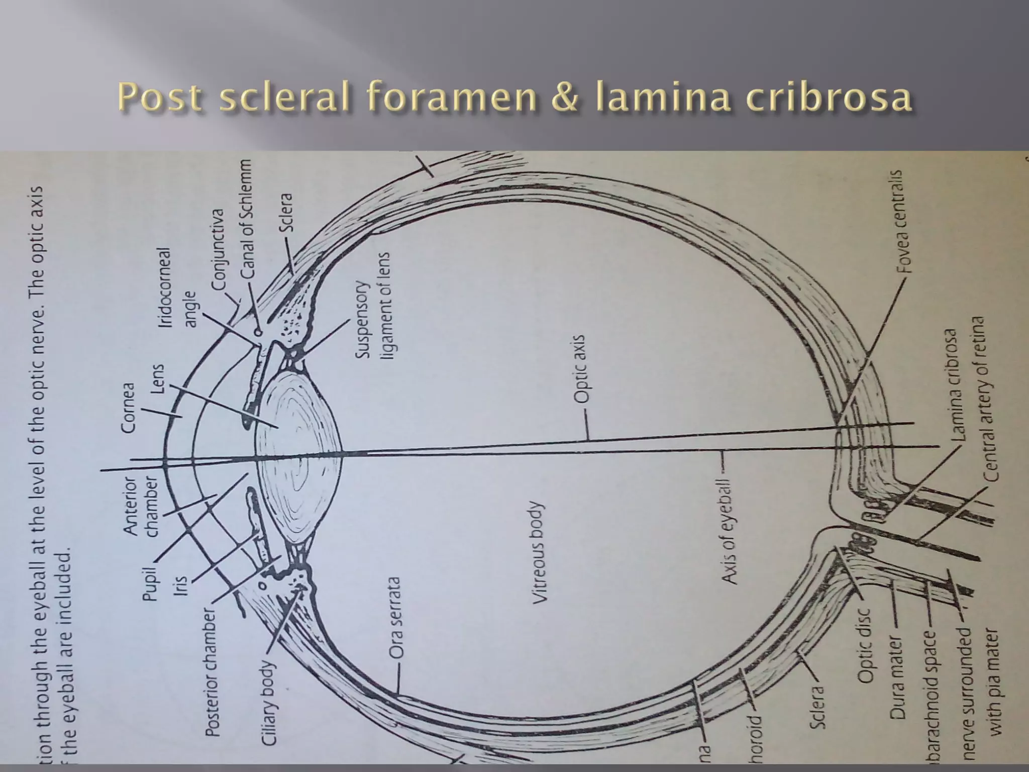 Anatomy Of Sclera | PPT