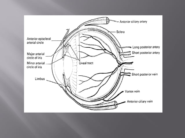 Anatomy Of Sclera | PPT | Eye and Vision Conditions | Diseases and ...