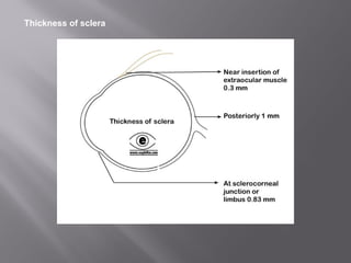 Anatomy Of Sclera | PPT