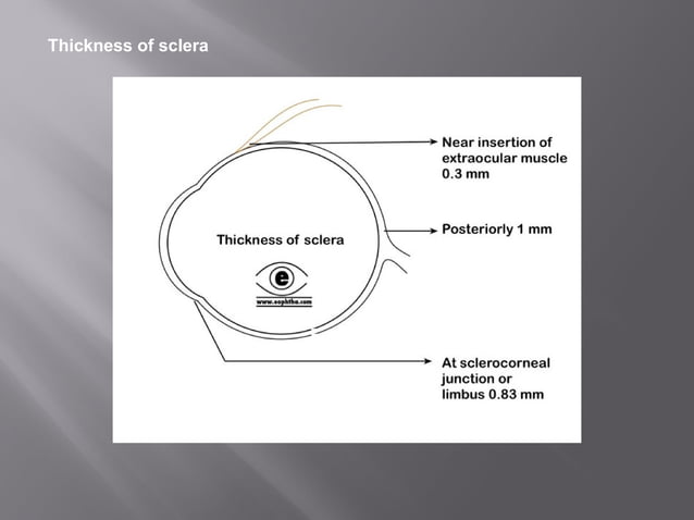 Anatomy Of Sclera | PPT | Eye and Vision Conditions | Diseases and ...
