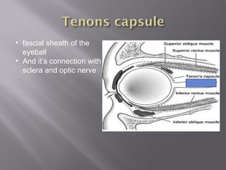 Anatomy Of Sclera | PPT