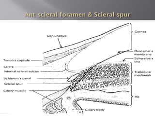 Anatomy Of Sclera | PPT