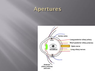 Anatomy Of Sclera | PPT