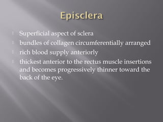 Anatomy Of Sclera | PPT