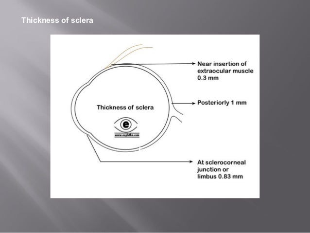 Anatomy Of Sclera