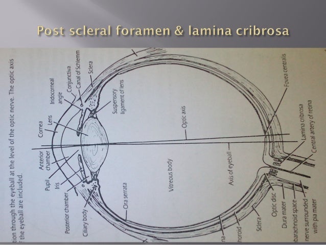 Anatomy Of Sclera