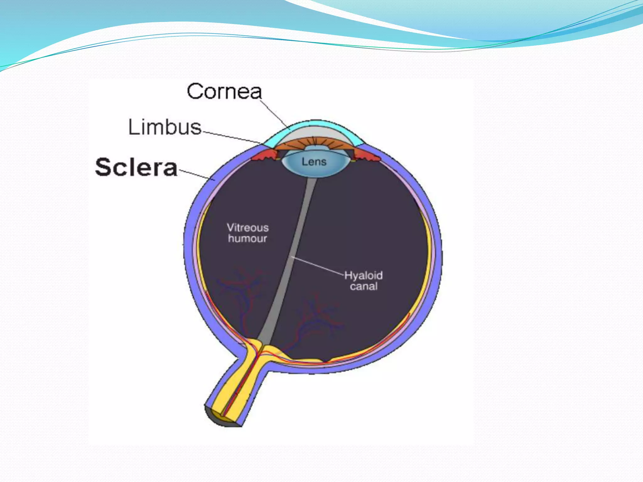 Sclera | PPTX