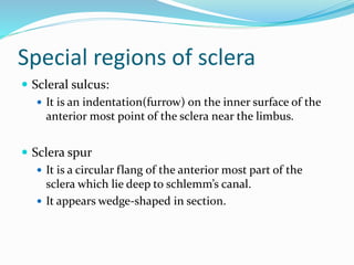 Sclera | PPTX