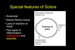 Sclera | PPT