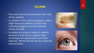 Sclera | PPTX