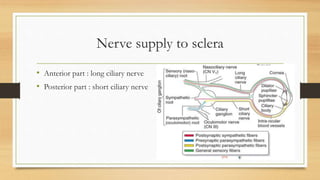 Sclera | PPT