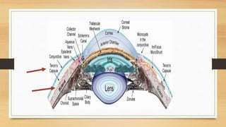Sclera | PPTX