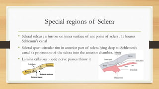 Sclera | PPT