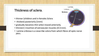 Sclera | PPT