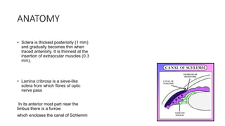 SCLERA.pptx