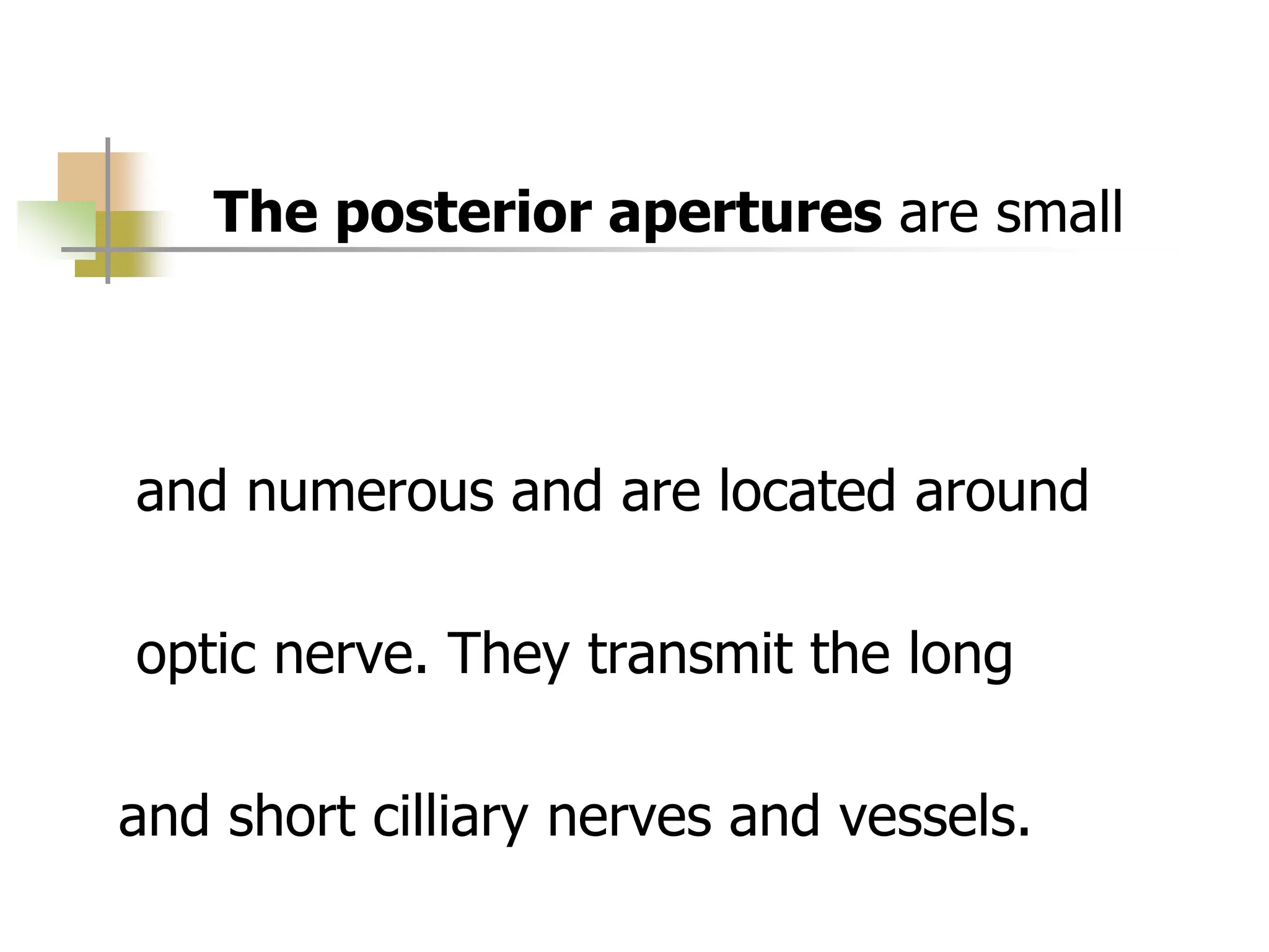 SCLERA anatomy .blood supply and nerve supply | PPT