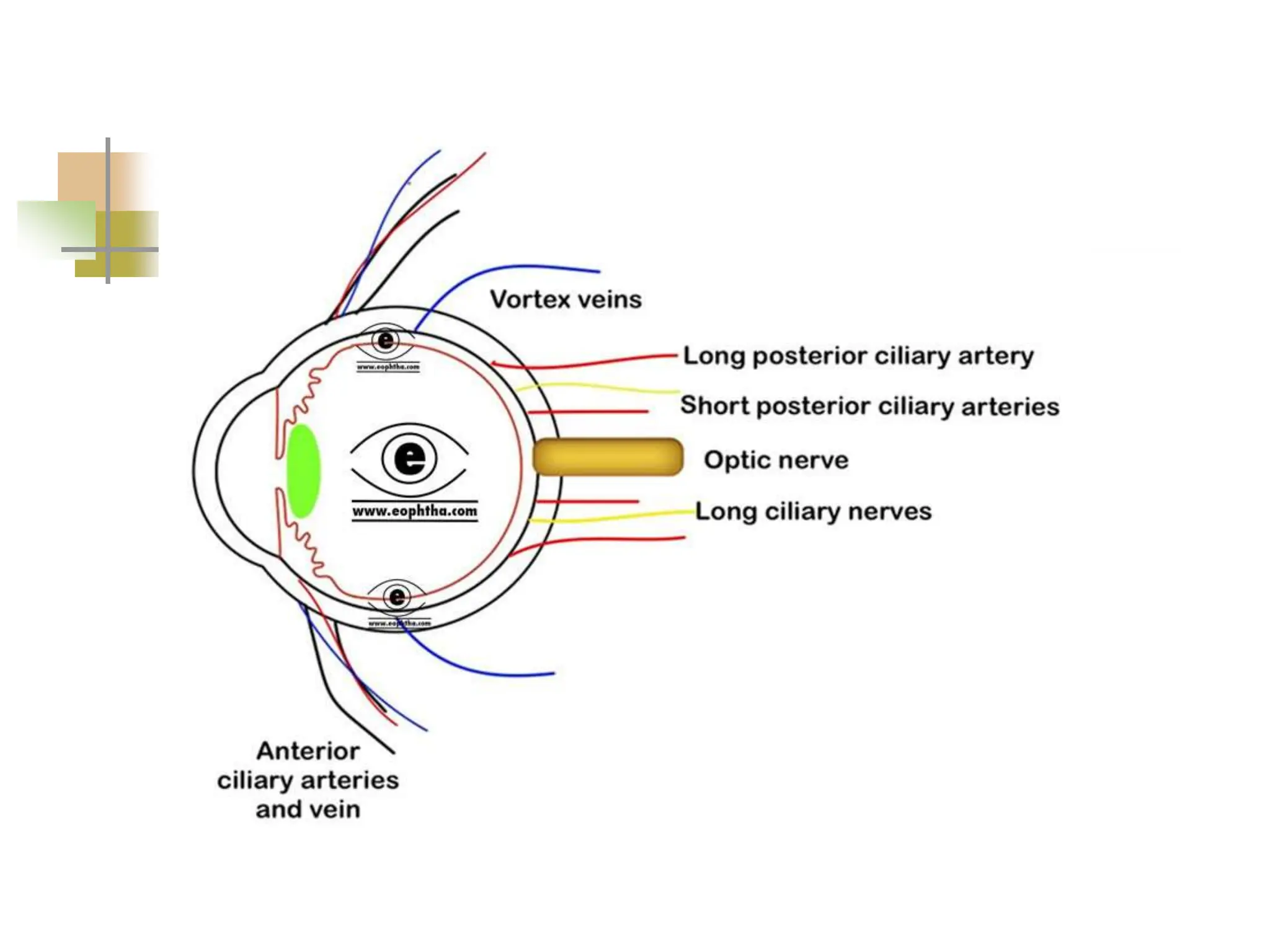 SCLERA anatomy .blood supply and nerve supply | PPT | Eye and Vision ...