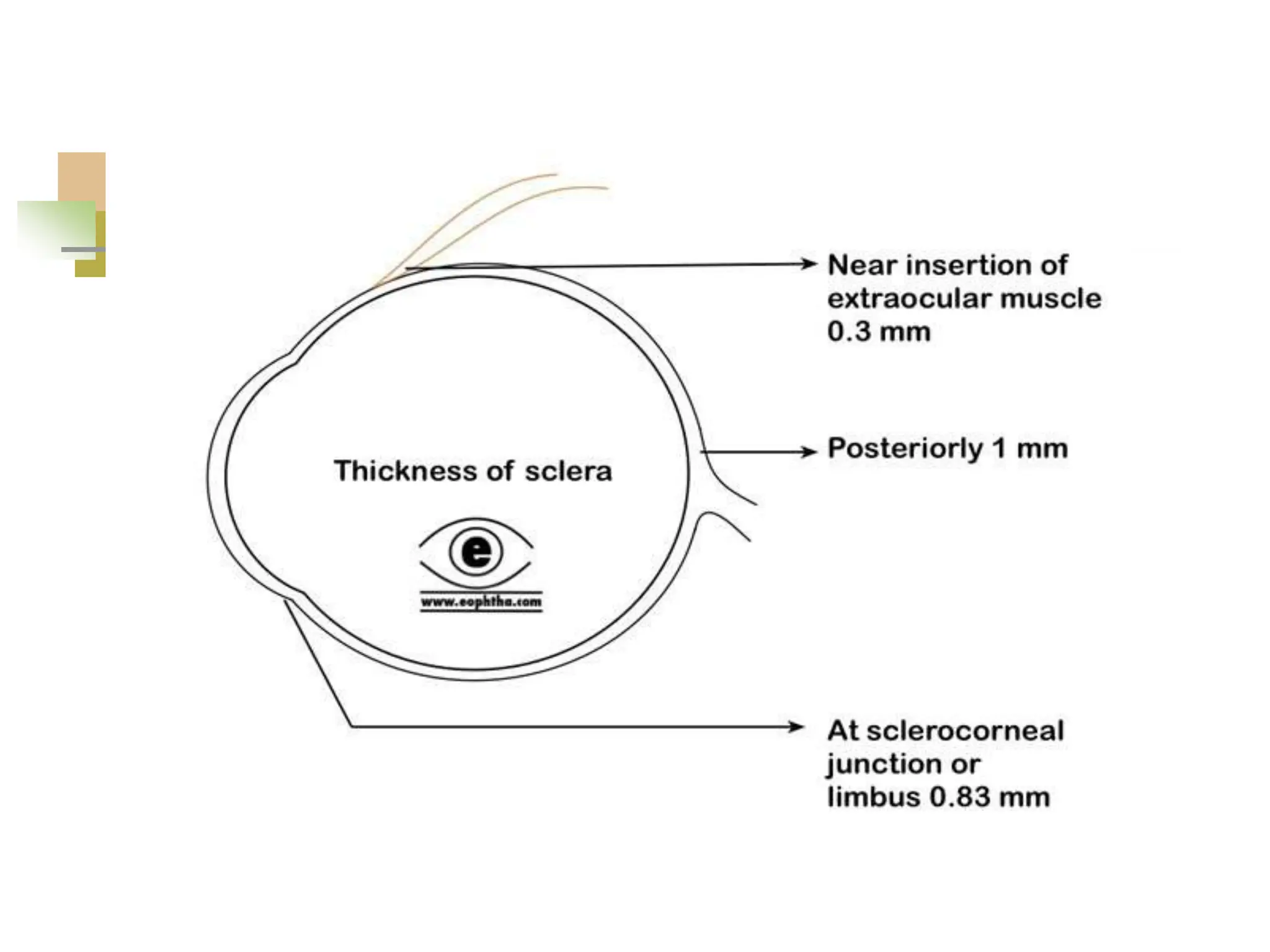 SCLERA anatomy .blood supply and nerve supply | PPT
