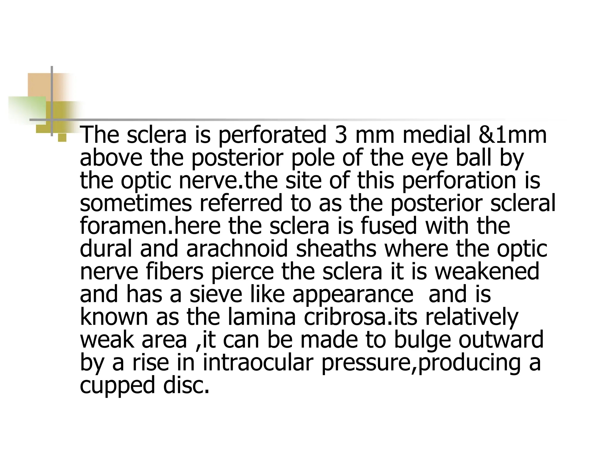 SCLERA anatomy .blood supply and nerve supply | PPT