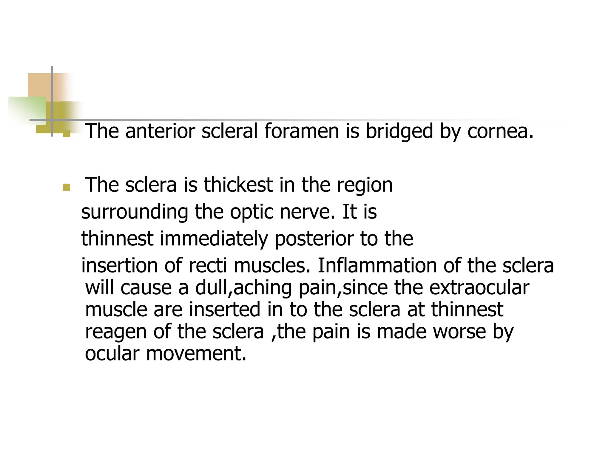 SCLERA anatomy .blood supply and nerve supply | PPT