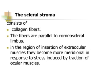 SCLERA anatomy .blood supply and nerve supply | PPT