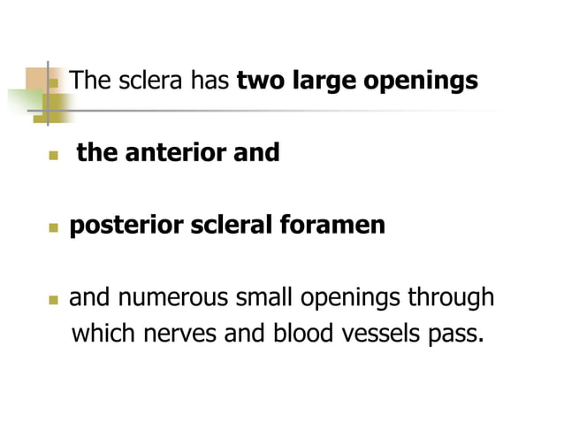 SCLERA anatomy .blood supply and nerve supply | PPT | Eye and Vision ...