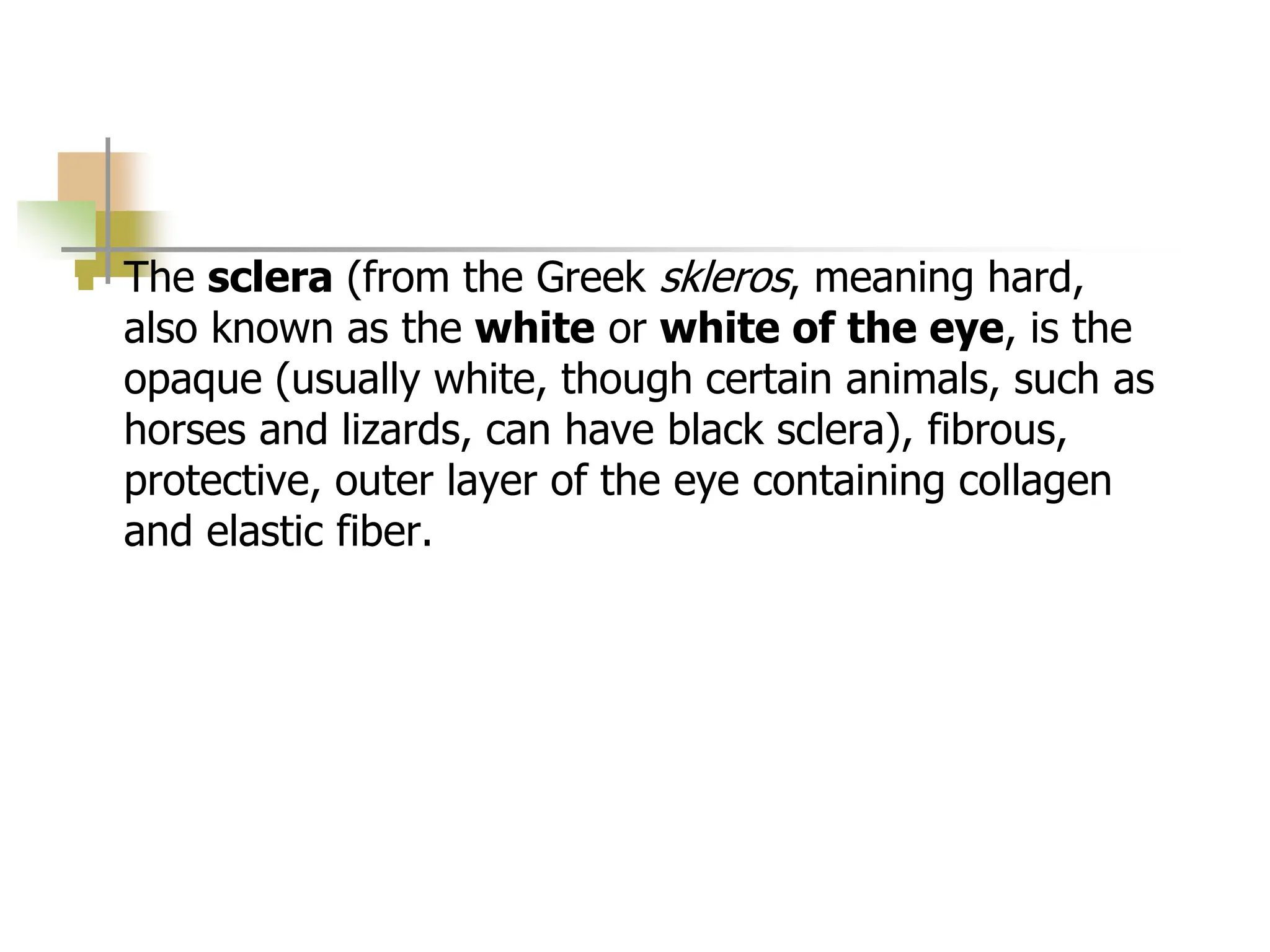 anatomy of the sclera by sir azmat jehan | PPT