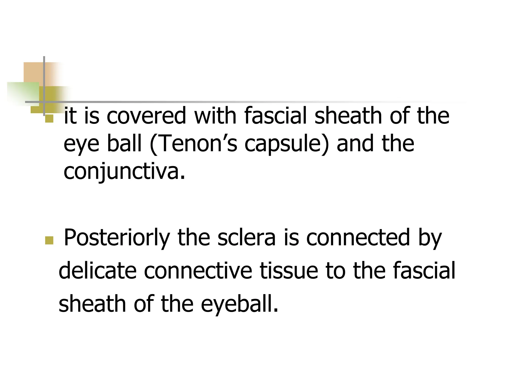 anatomy of the sclera by sir azmat jehan | PPT