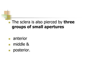 anatomy of the sclera by sir azmat jehan | PPT | Eye and Vision ...
