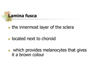 anatomy of the sclera by sir azmat jehan | PPT | Eye and Vision ...