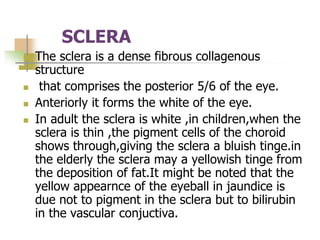 anatomy of the sclera by sir azmat jehan | PPT | Eye and Vision ...