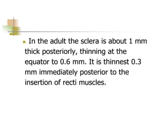 anatomy of the sclera by sir azmat jehan | PPT | Eye and Vision ...