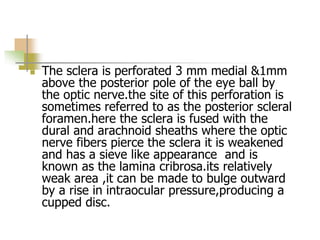 anatomy of the sclera by sir azmat jehan | PPT | Eye and Vision ...