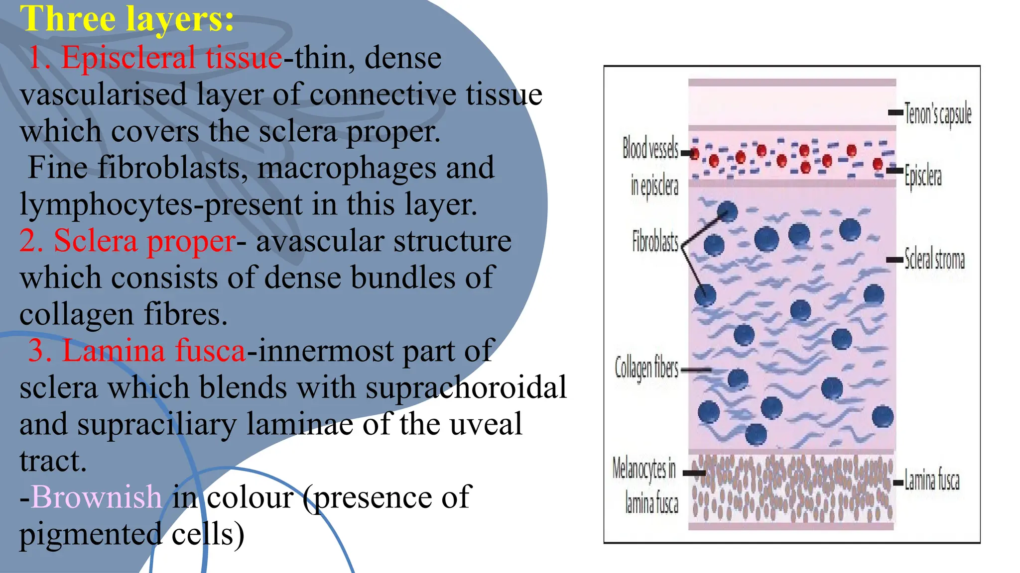 sclera,APPLIED ANATOMY,Thickness of sclera,Apertures,layers, Nerve ...