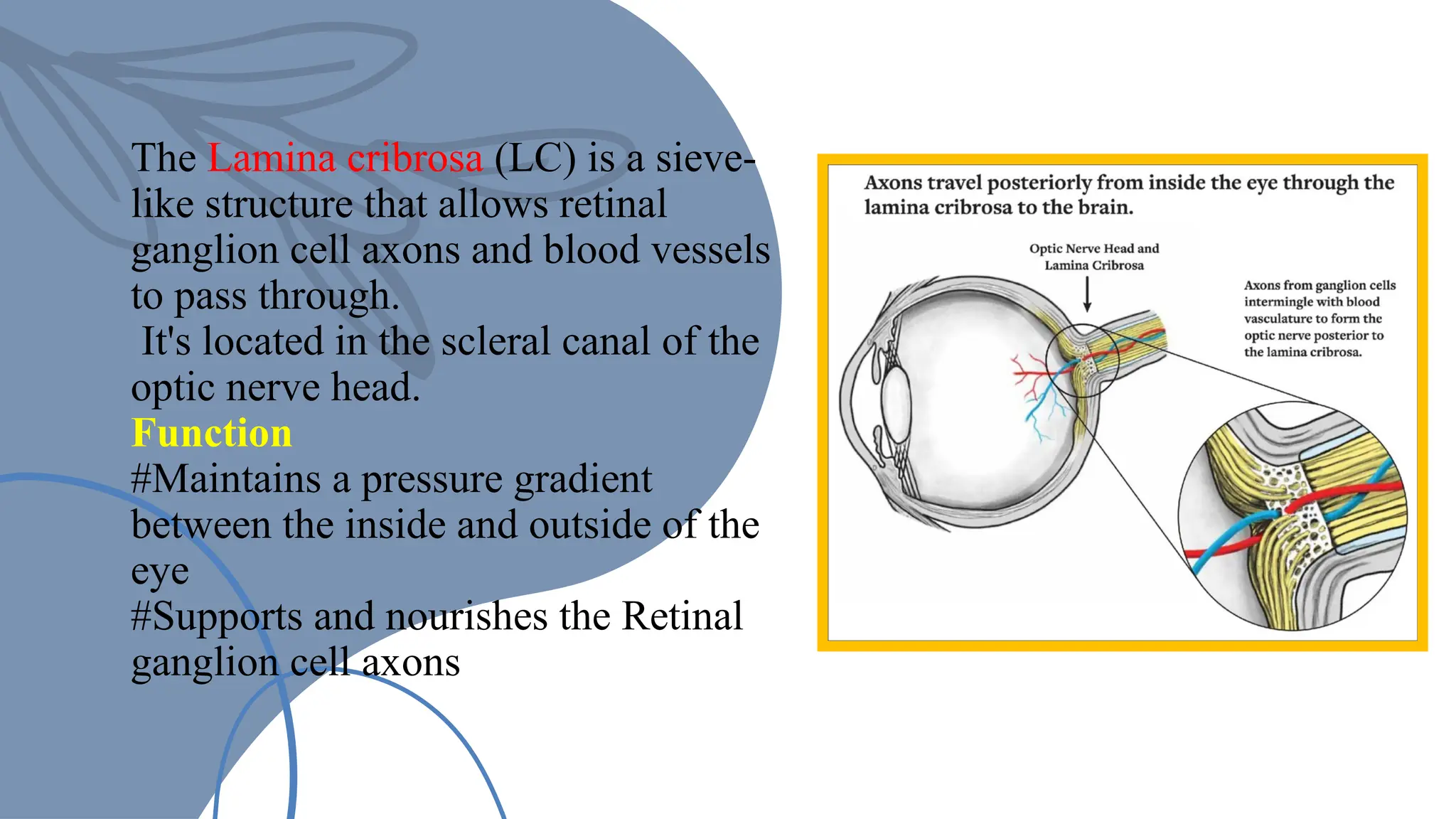 sclera,APPLIED ANATOMY,Thickness of sclera,Apertures,layers, Nerve ...