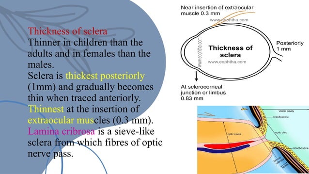 sclera,APPLIED ANATOMY,Thickness of sclera,Apertures,layers, Nerve ...