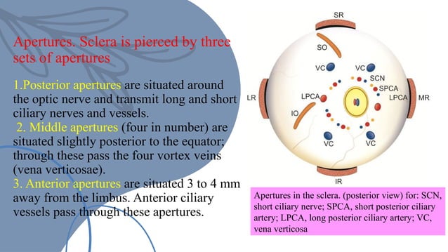 sclera,APPLIED ANATOMY,Thickness of sclera,Apertures,layers, Nerve ...