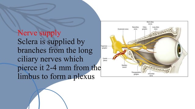 sclera,APPLIED ANATOMY,Thickness of sclera,Apertures,layers, Nerve ...