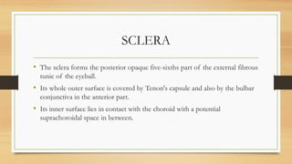 The Sclera: Anatomy and Clinical Insights | PPTX