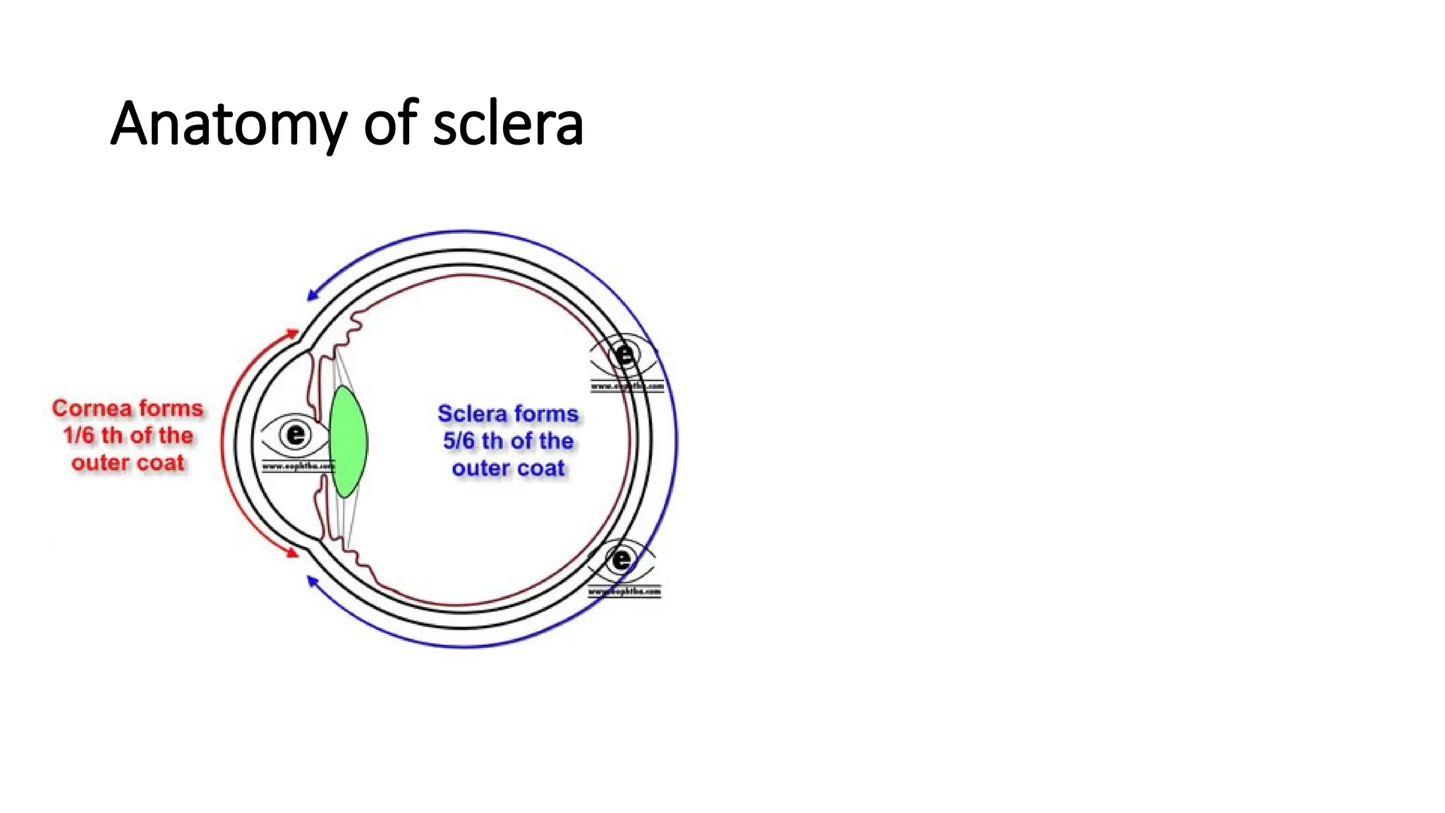 sclera and episclera Constitutions in management of eye | PPTX