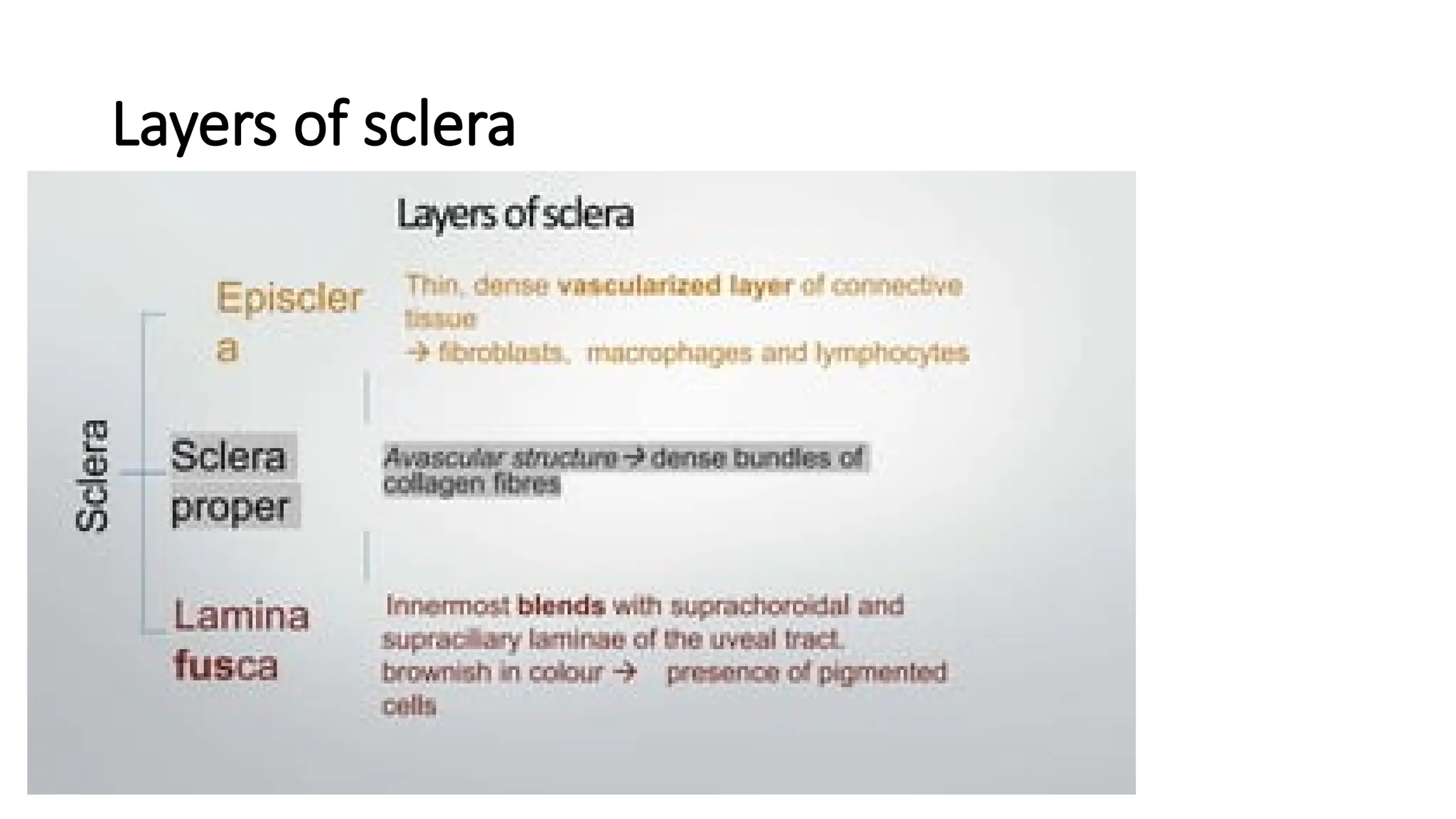 sclera and episclera Constitutions in management of eye | PPTX