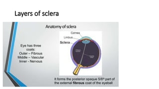 sclera and episclera Constitutions in management of eye | PPT