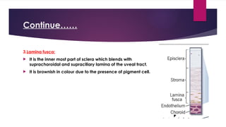 Sclera by Abhimanyu.pptx is important to me and teacher | PPTX