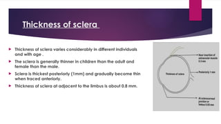 Sclera by Abhimanyu.pptx is important to me and teacher | PPTX