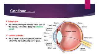 Sclera by Abhimanyu.pptx is important to me and teacher | PPTX