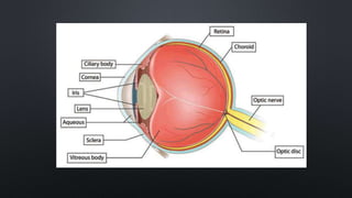 Sclera | PPTX