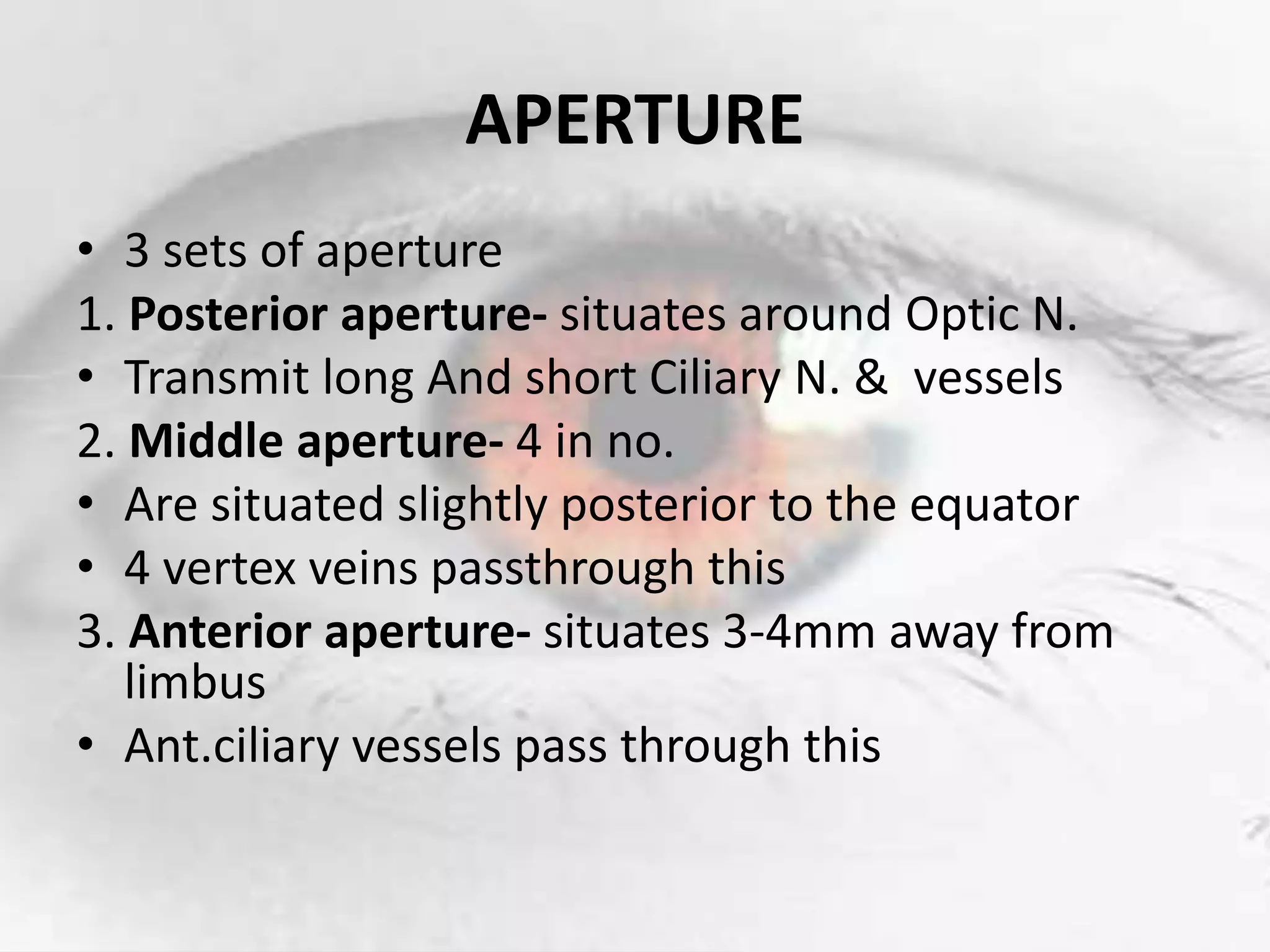 anatomy of sclera | PDF