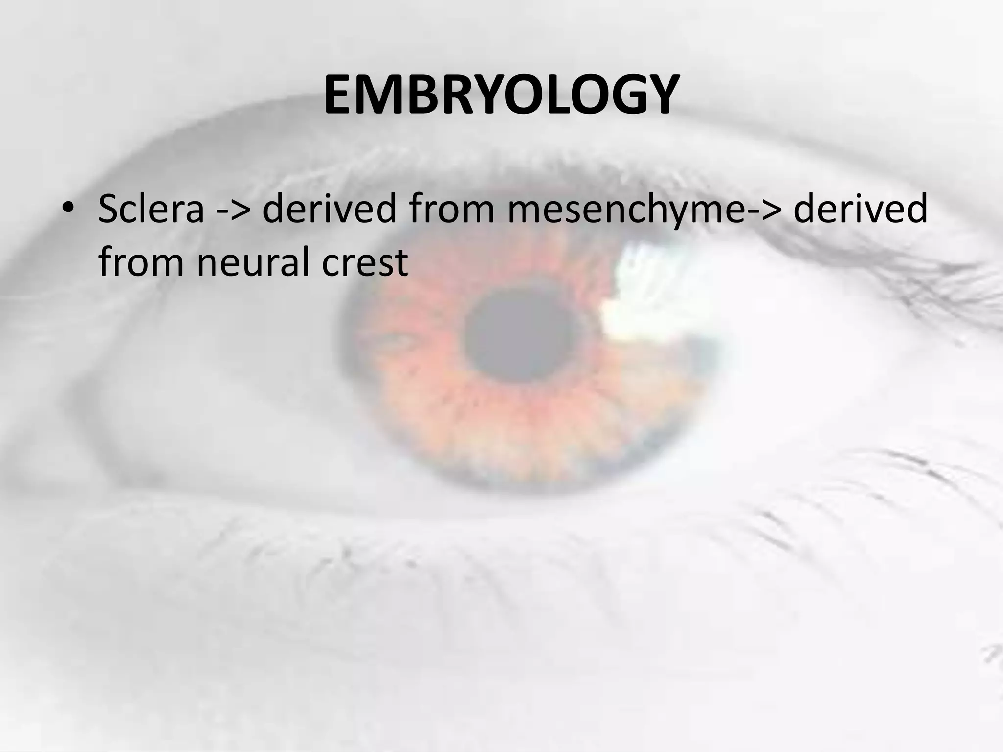 anatomy of sclera | PDF