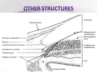 anatomy of sclera | PDF